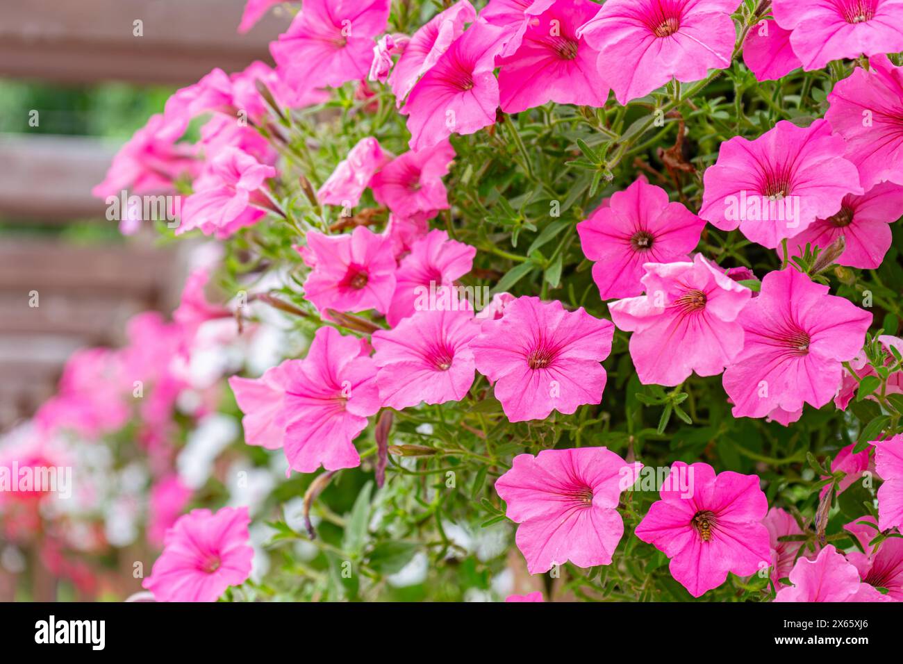 Pink Petunia flower background, purple Petunias in the pot, landscape ...