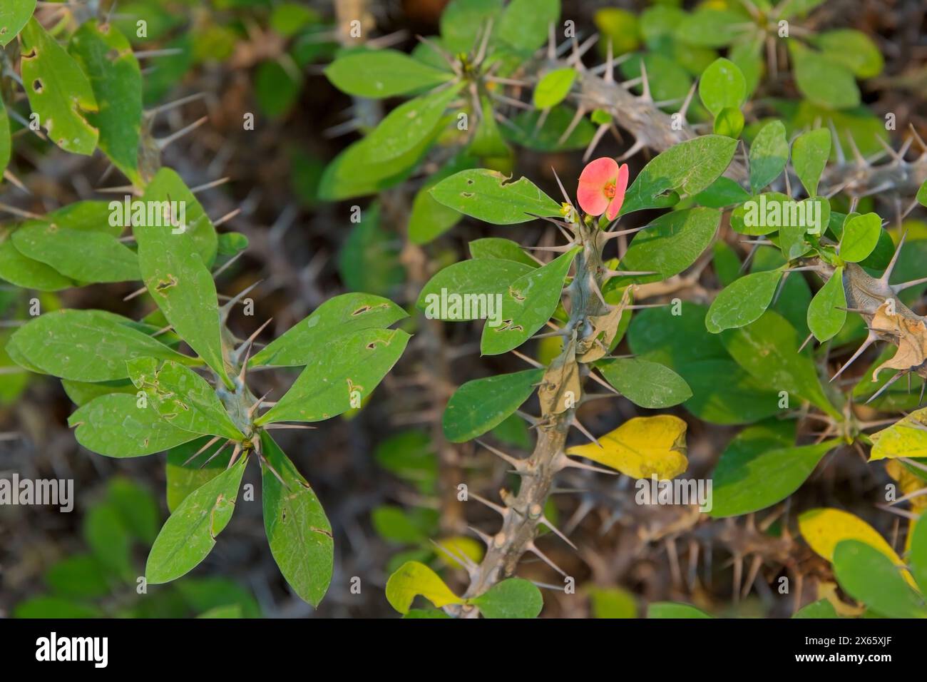 Closeup of Euphorbia milii, the crown of thorns, Christ plant, or ...