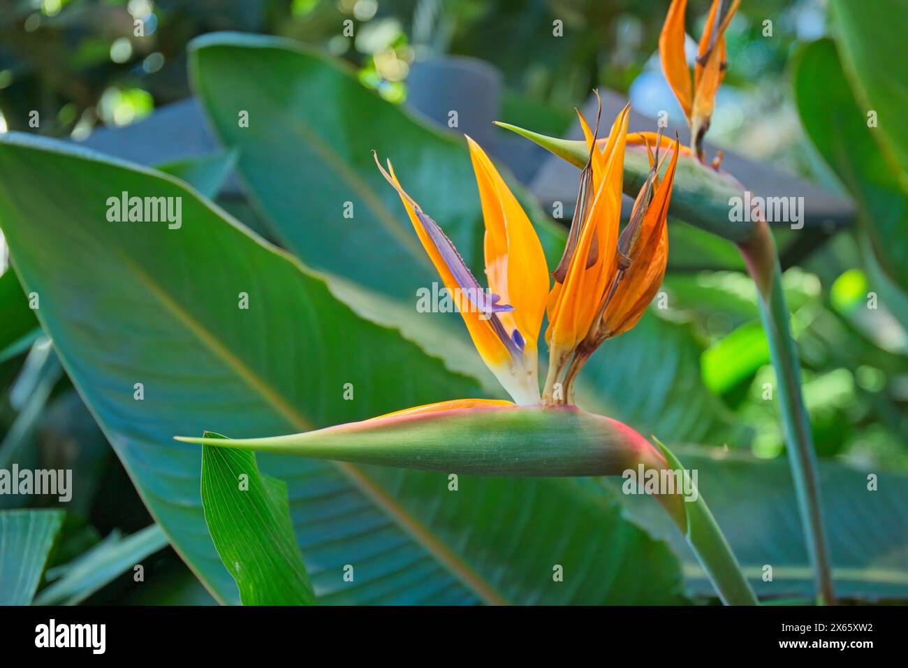 Closeup of Strelitzia reginae, commonly known as the crane flower, bird ...