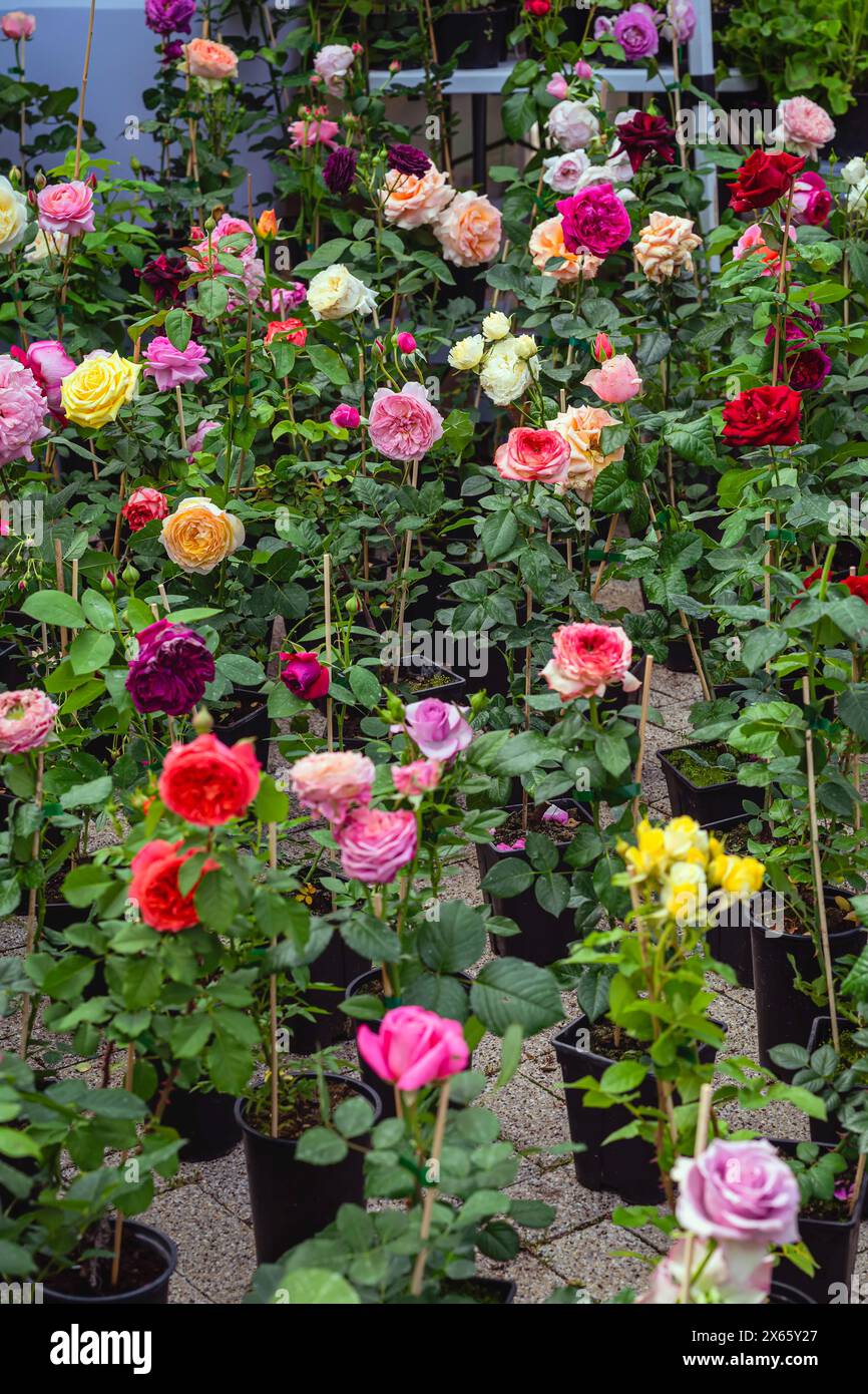 Selection of rose seedlings of different colors in pots, flower center ...