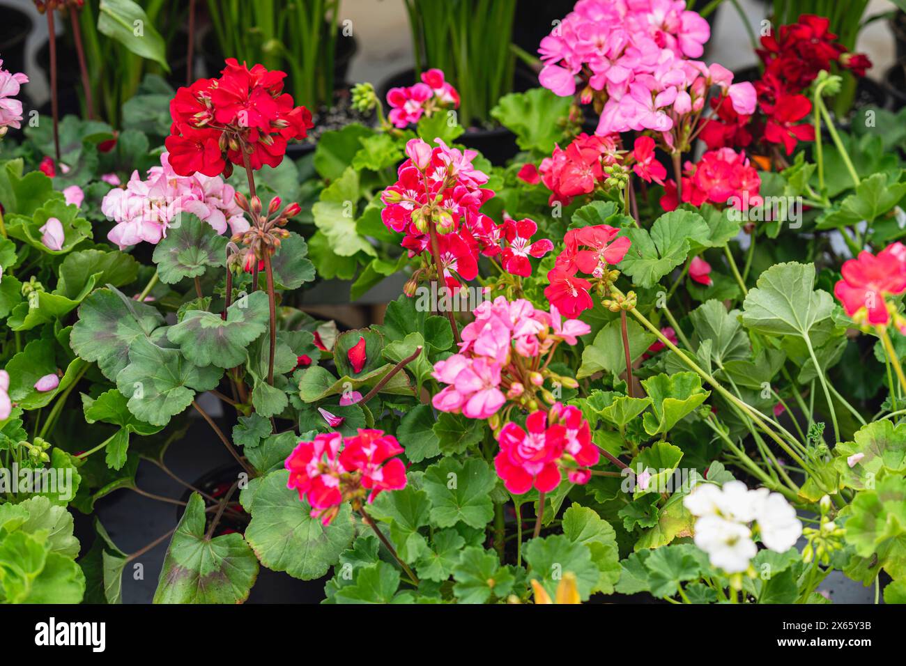 Colorful geraniums, seedlings in pots for garden. Flower market Stock ...