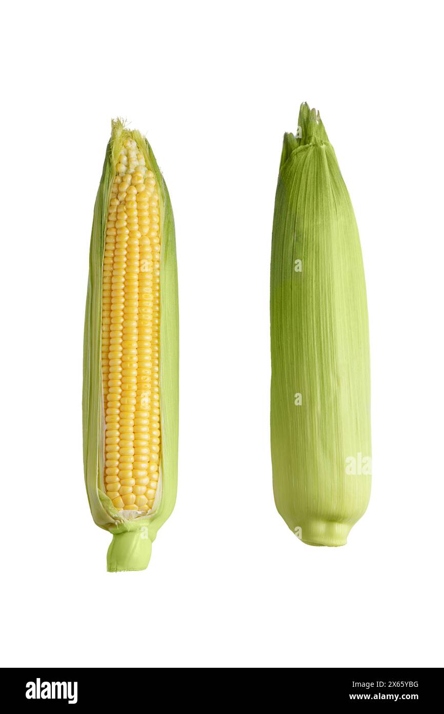 Two fresh yellow ear of corn with green leaves isolated on white ...