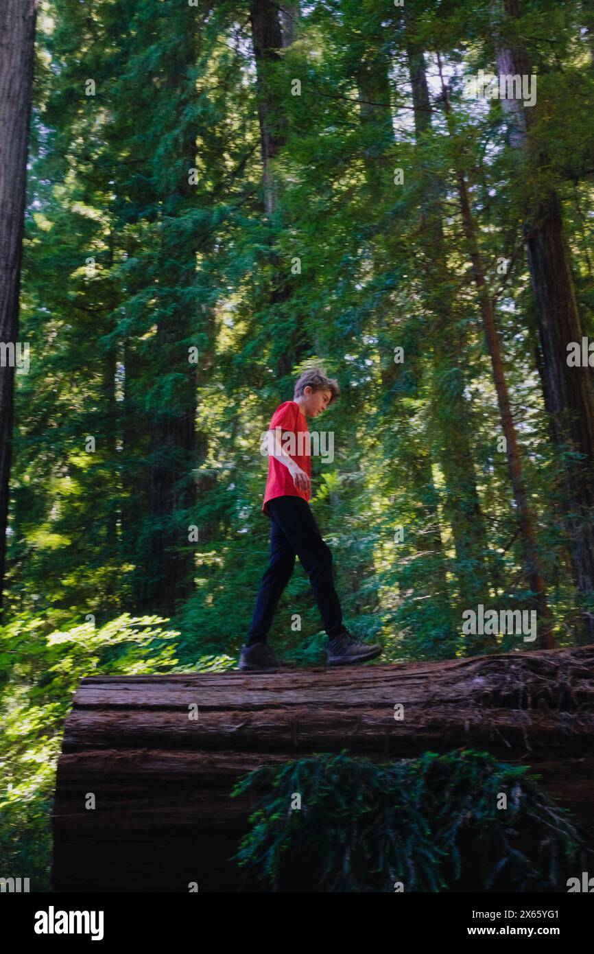 A tween boy explores in the California Redwood forest Stock Photo - Alamy
