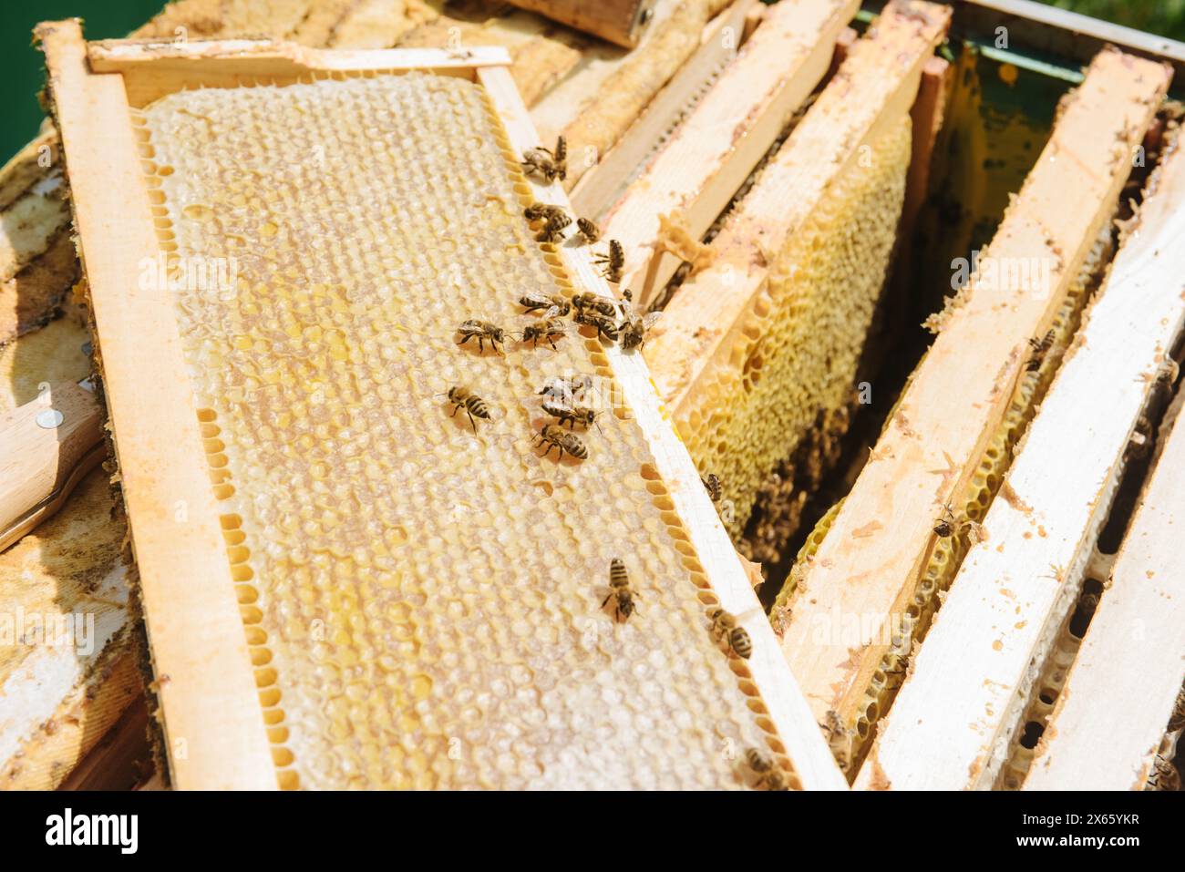 collects honey, bees make honey Stock Photo - Alamy