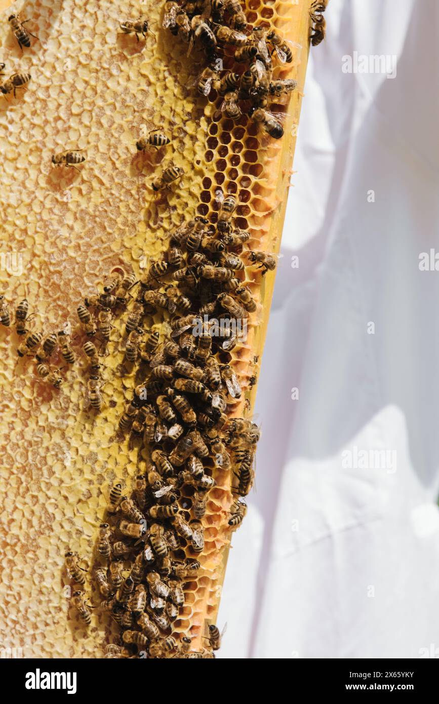 collects honey, bees make honey Stock Photo - Alamy