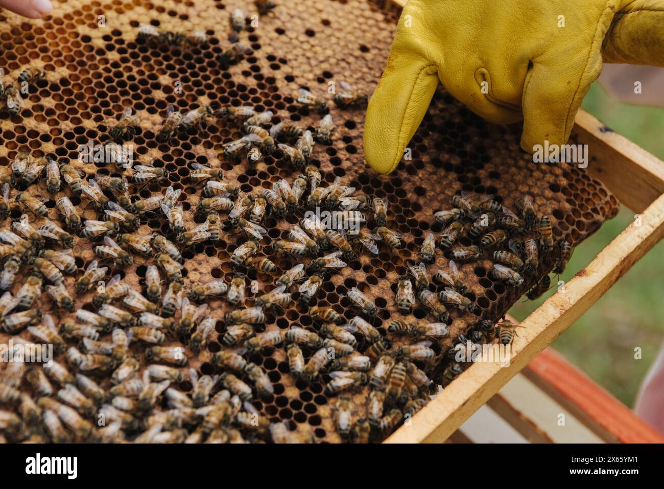 harvest honey, bees make honey Stock Photo - Alamy