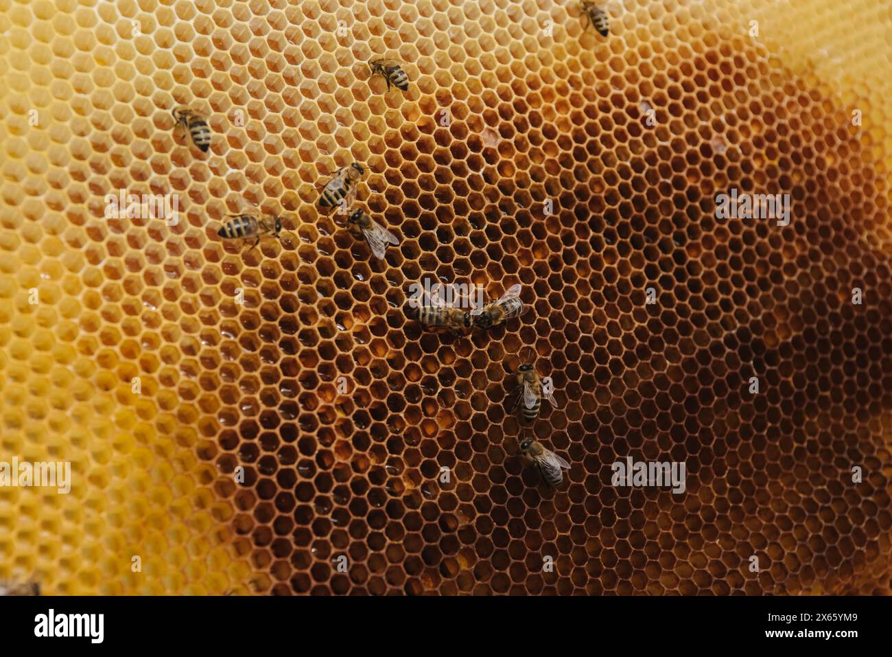 harvest honey, bees make honey Stock Photo - Alamy