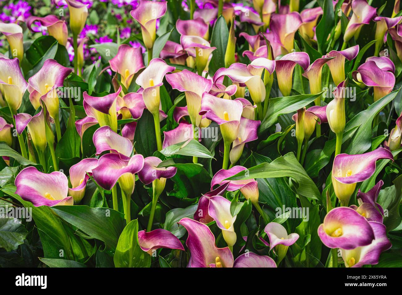 Zantedeschia, pink calla, nursery plants and seedlings on display at ...