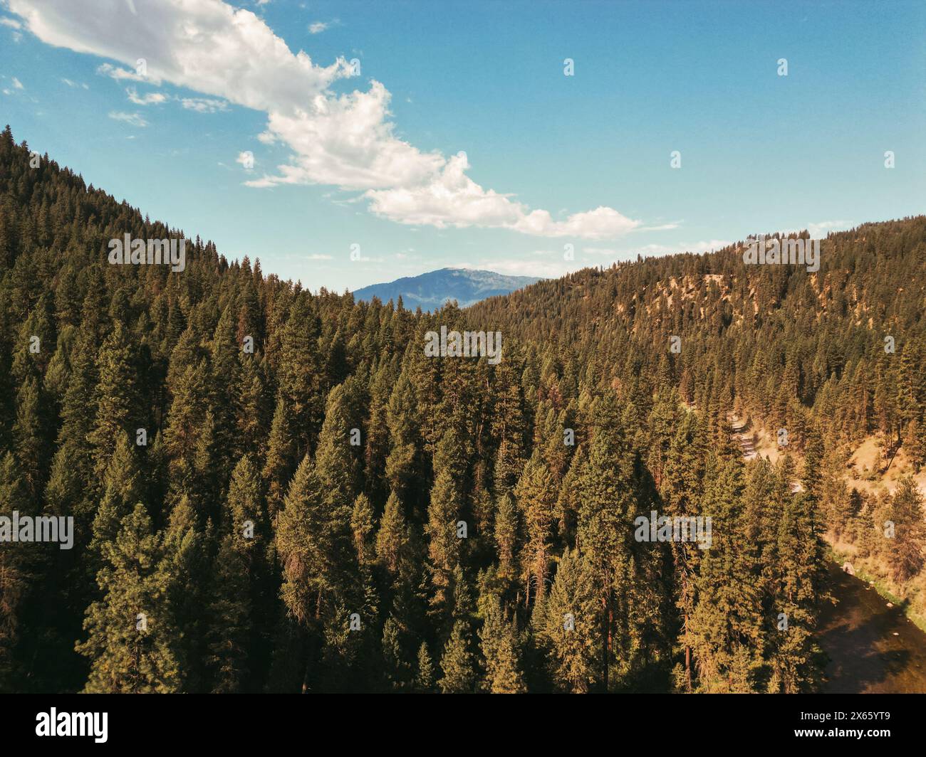 Pine Tree Valley with Mountain View Stock Photo - Alamy