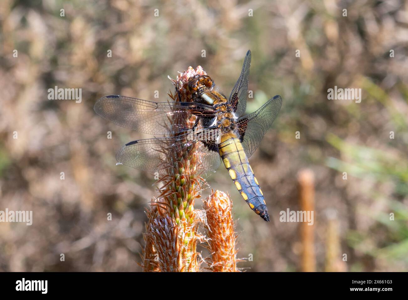 Broad-bodied chaser dragonfly (Libellula depressa), male maturing from ...