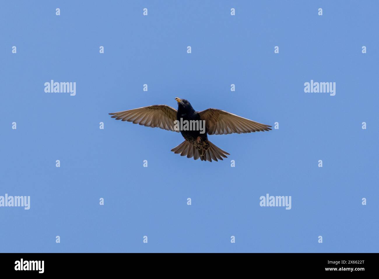 Starling, Sturnus vulgaris, flying with wings outstretched, UK Stock ...