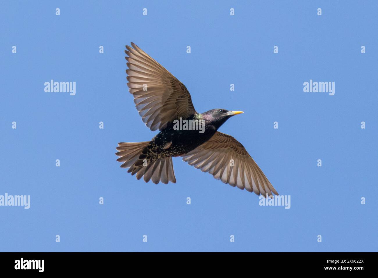 Starling, Sturnus vulgaris, flying with wings outstretched, UK Stock ...
