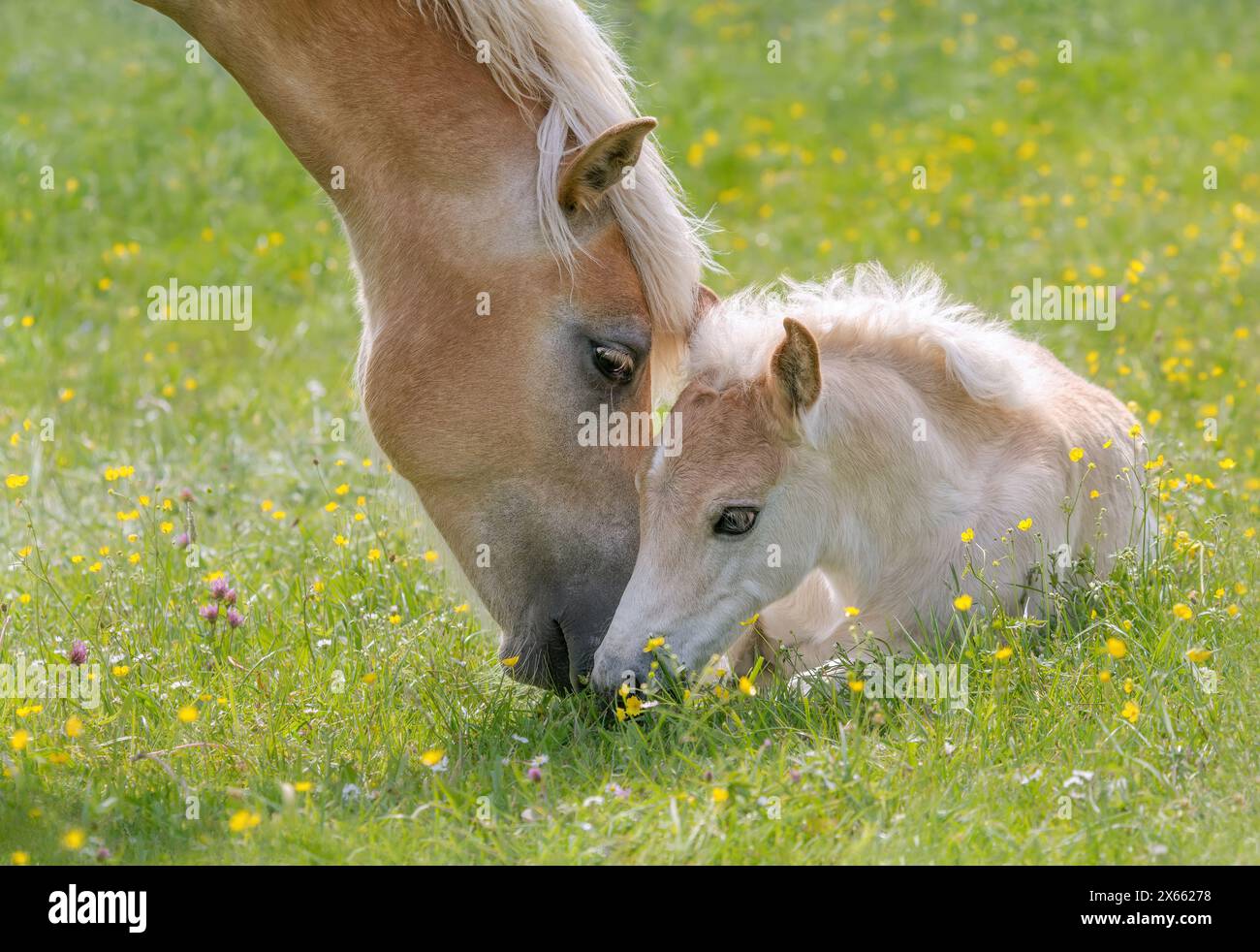 Haflinger horses, mare with young foal together side by side in a green ...