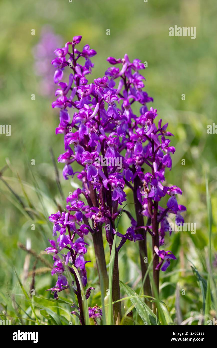 Early purple orchids, Orchis mascula, Sussex, UK Stock Photo - Alamy