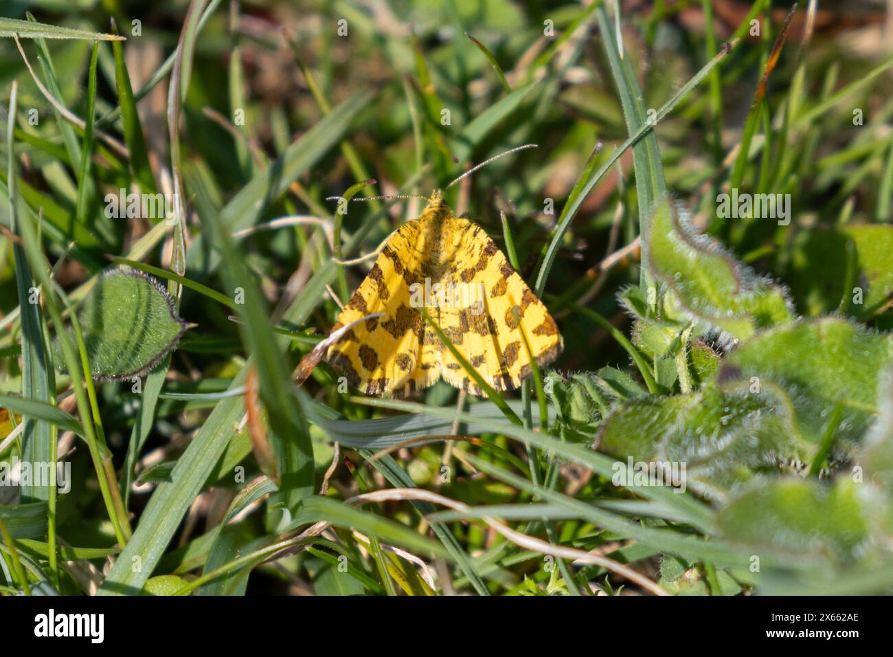Day flying moths hi-res stock photography and images - Alamy