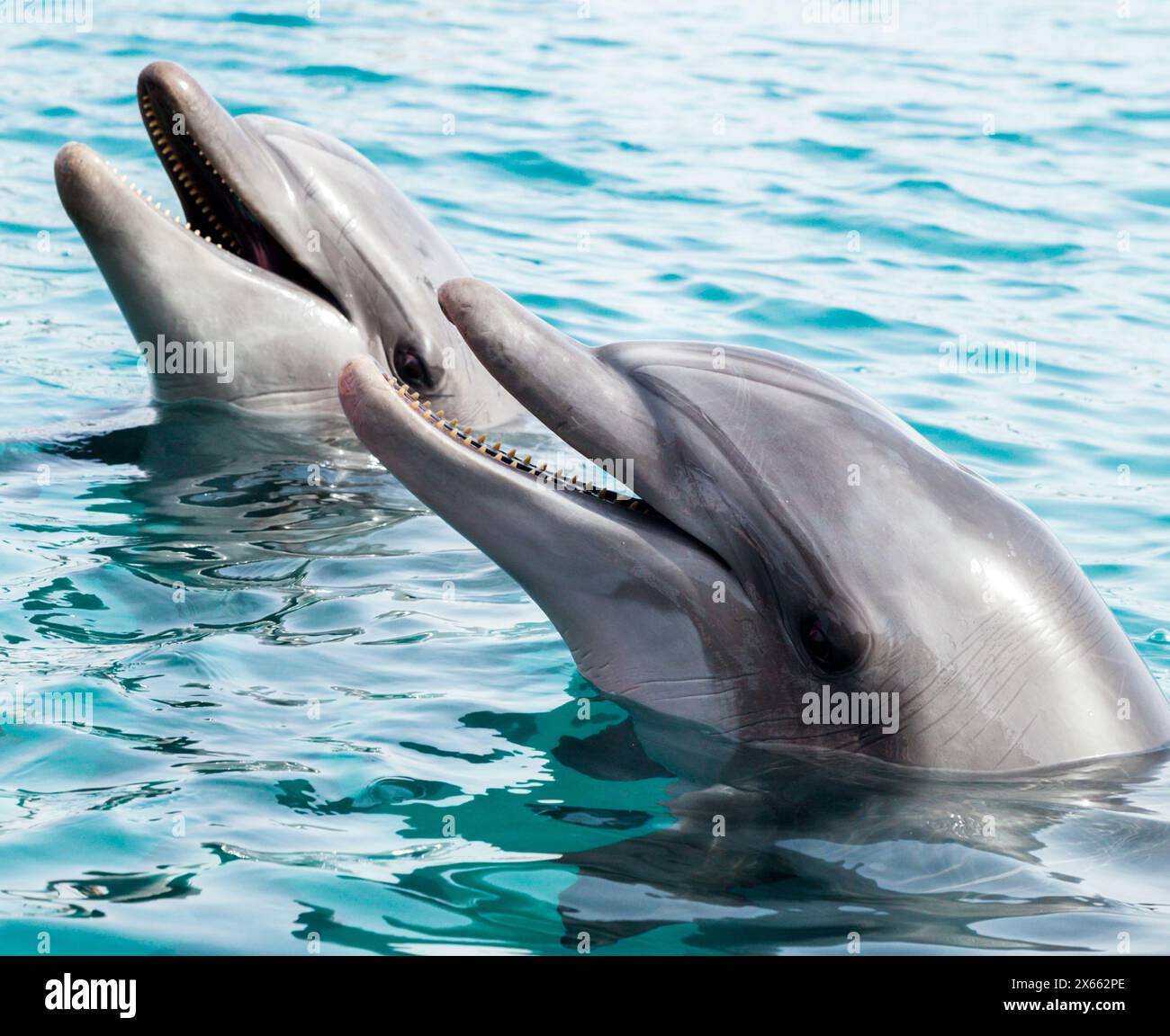 Dolphins poking their heads out of water Stock Photo - Alamy
