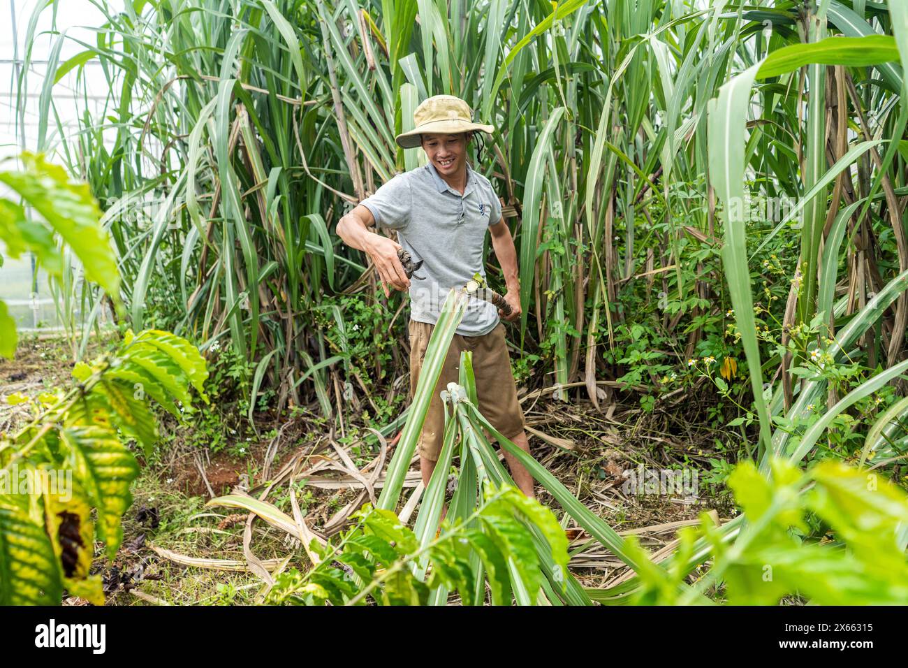 Vietnamese farmer cutting sugar cane tree plantation Stock Photo - Alamy