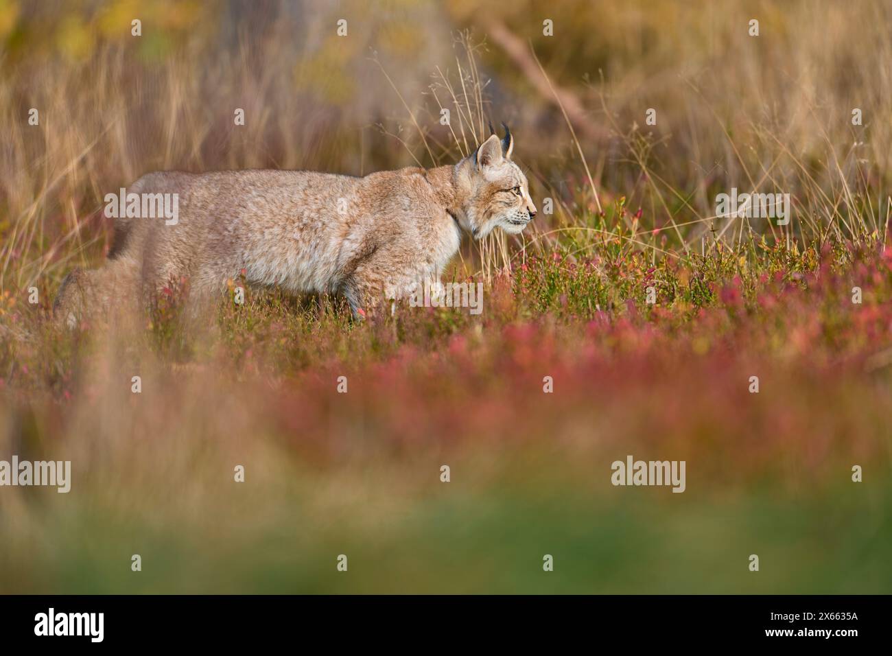 Eurasian lynx (Lynx lynx), running in autumn Stock Photo - Alamy