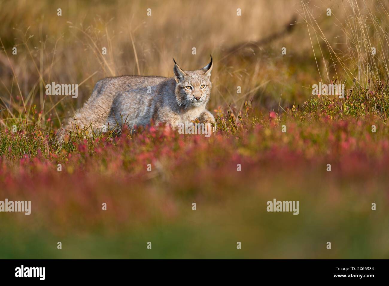 Eurasian lynx (Lynx lynx), running in autumn Stock Photo - Alamy