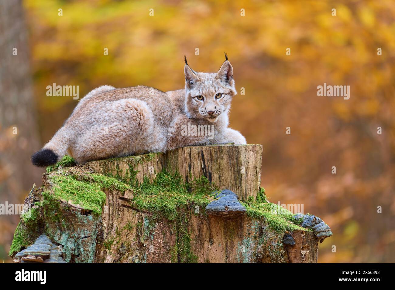 Eurasian lynx (Lynx lynx), lying on tree trunk in autumn forest Stock ...