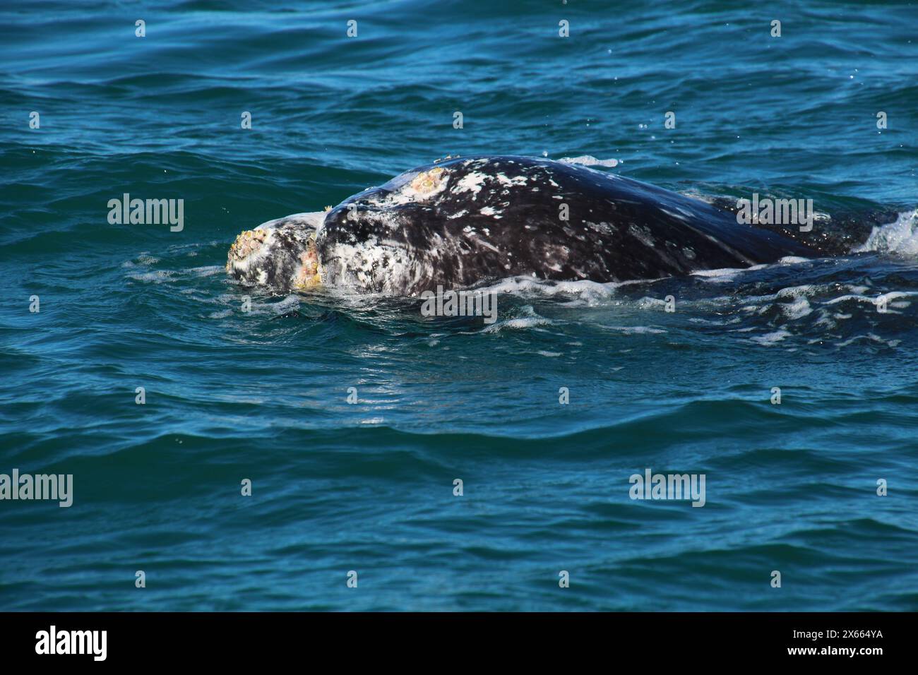 Gray whale with barnacles on its body Baja California Sur, Mexico Stock ...