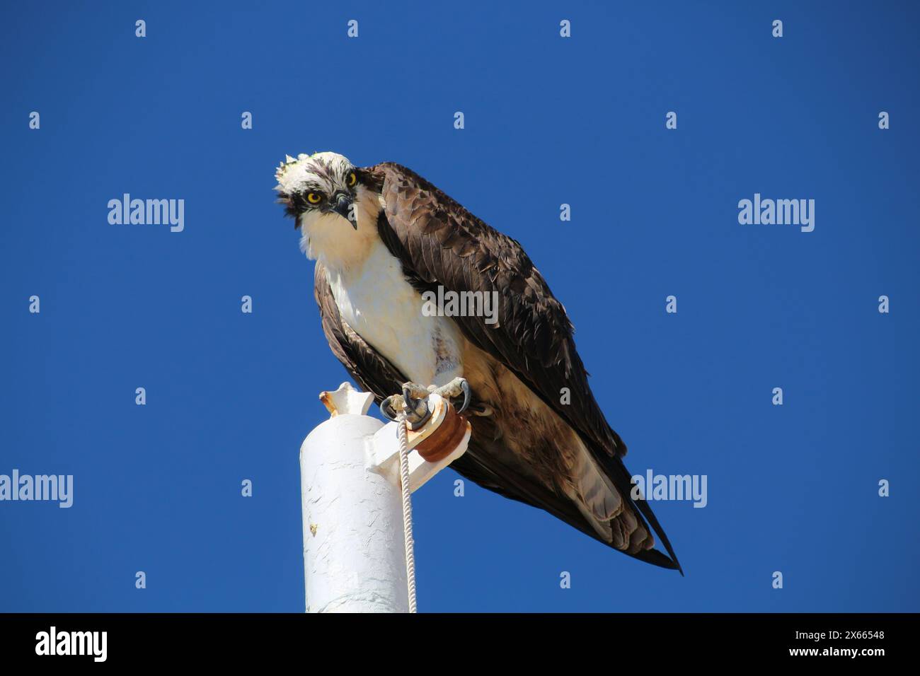 Osprey on a sign on the beach in Baja California Sur, Mexico Stock ...