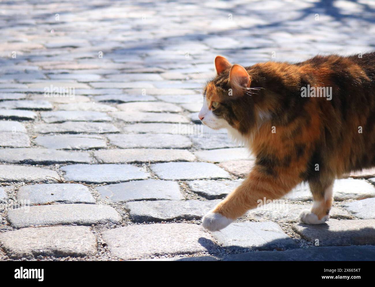Norwegian Forest Cat Stock Photo - Alamy