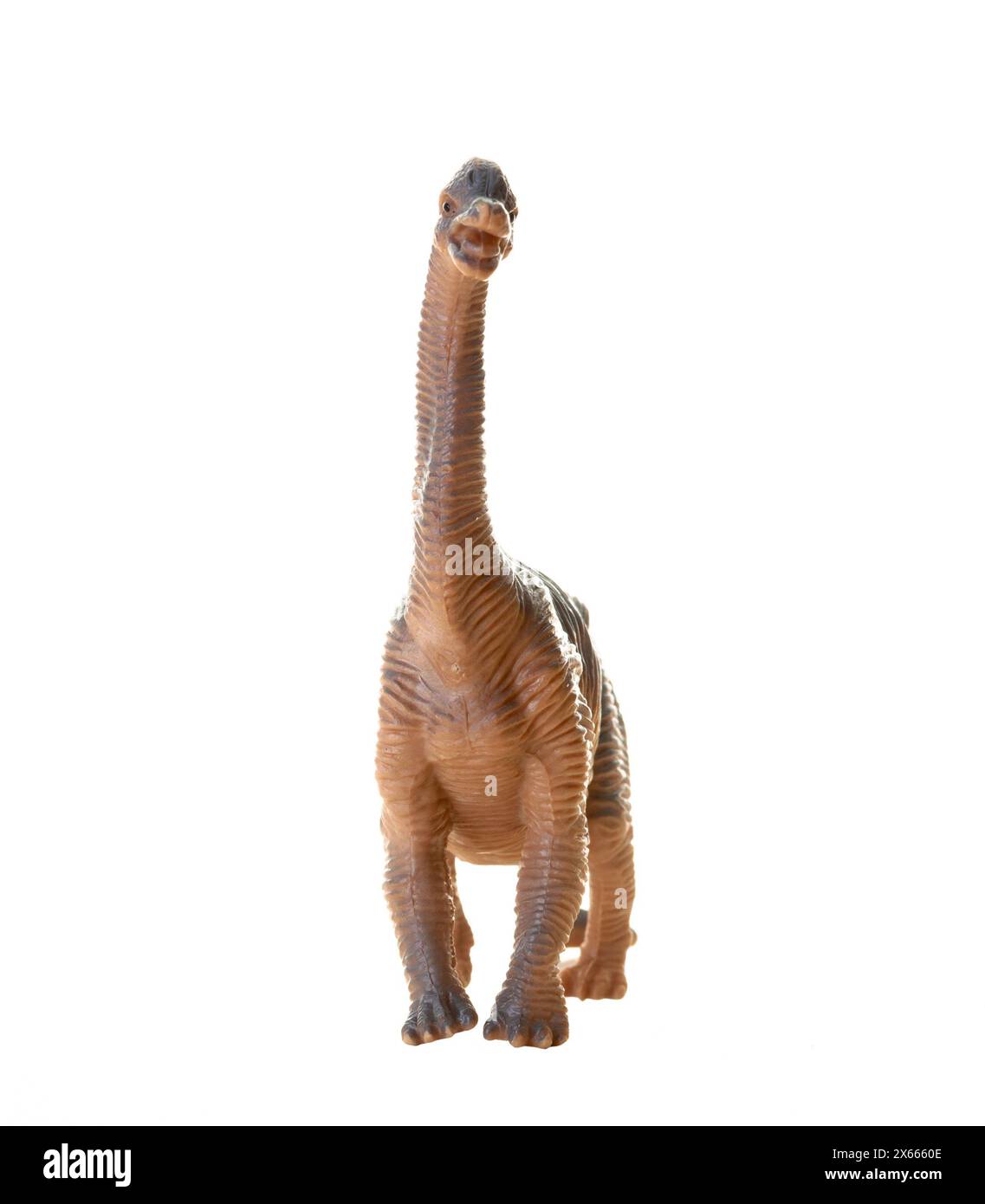 Dinosaur from the Jurassic Morrison Formation of North America Stock ...