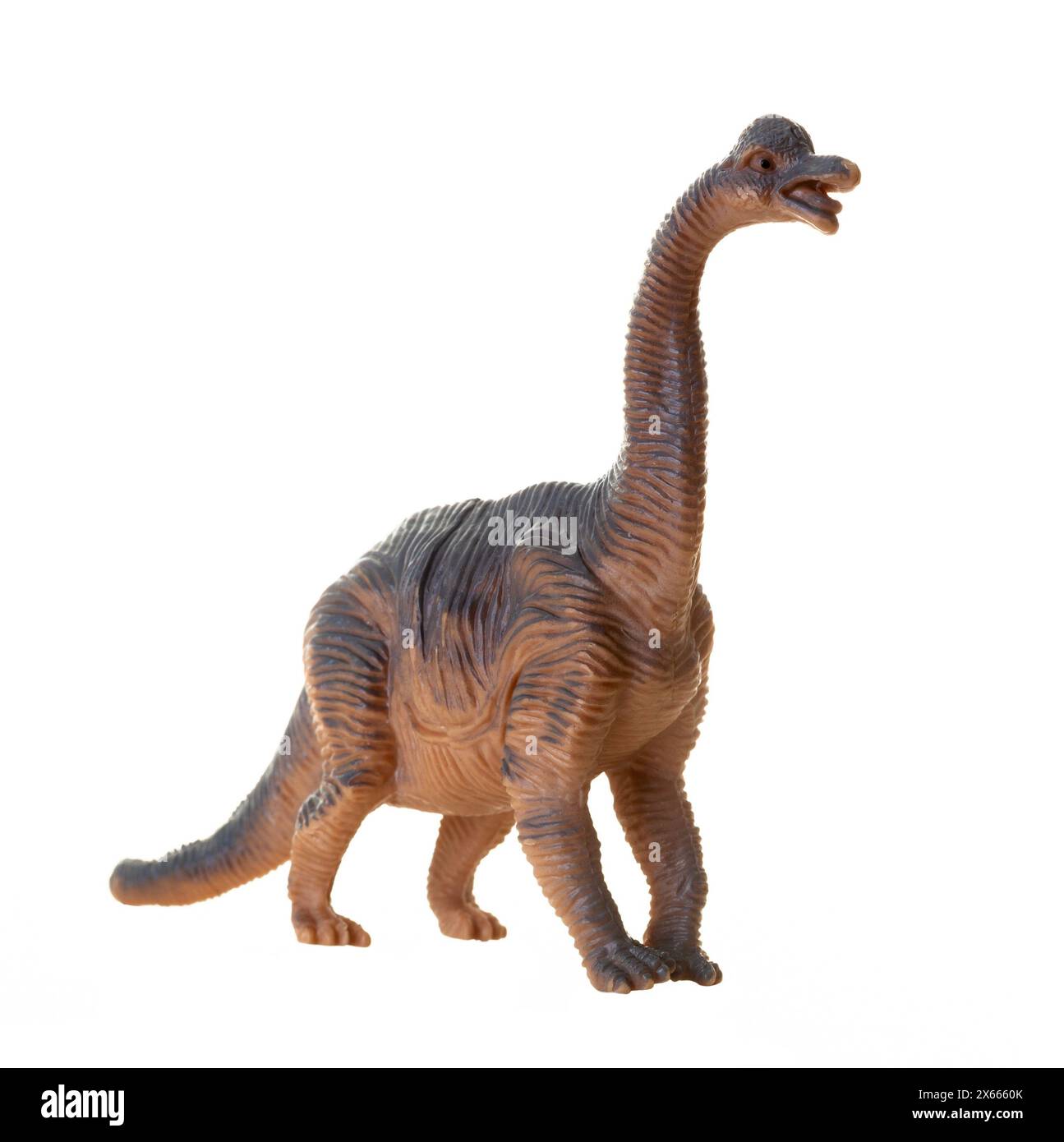 Dinosaur from the Jurassic Morrison Formation of North America Stock ...