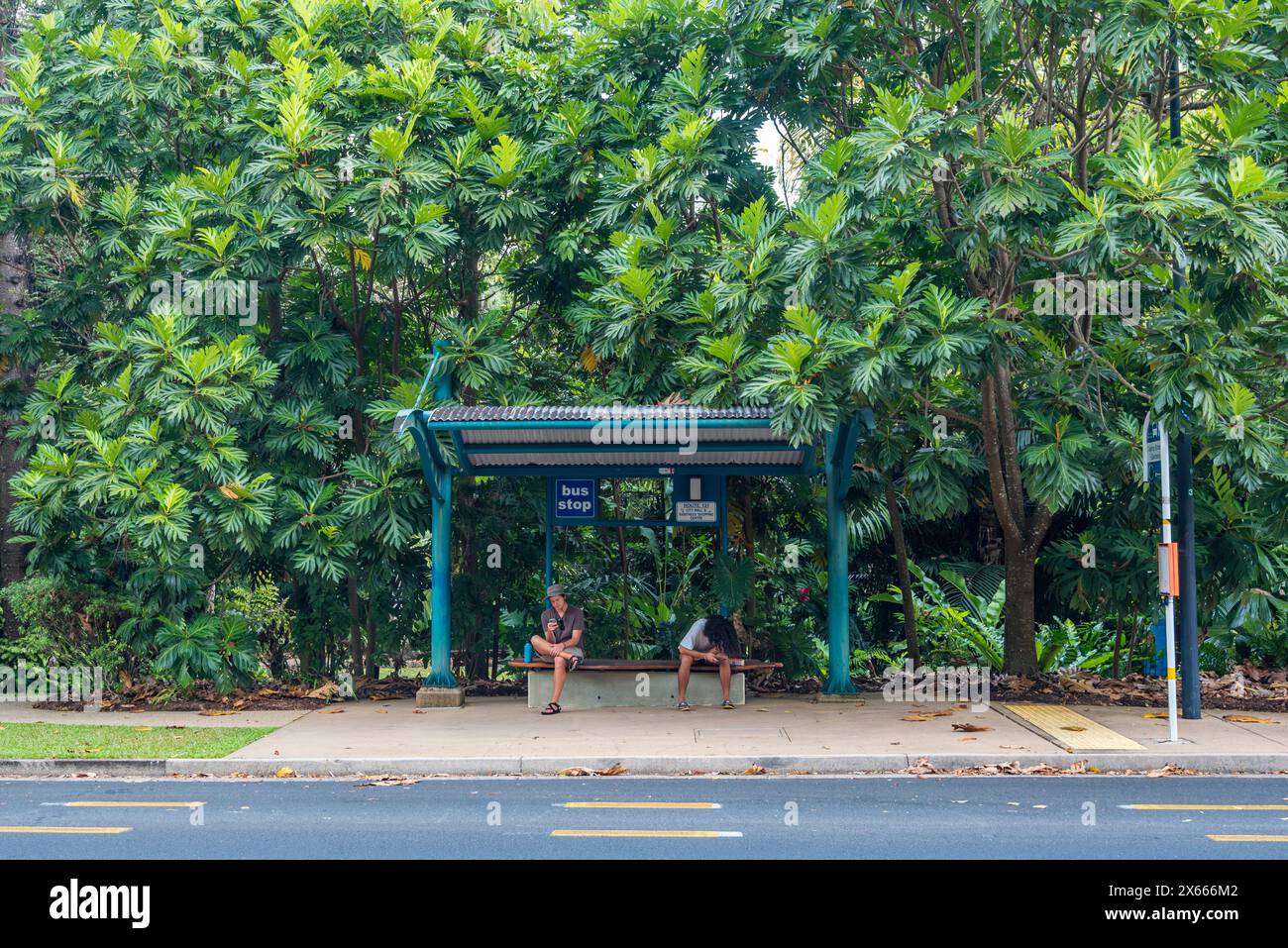 Surrounded by Breadfruit trees (Artocarpus altilis) two people sitting ...