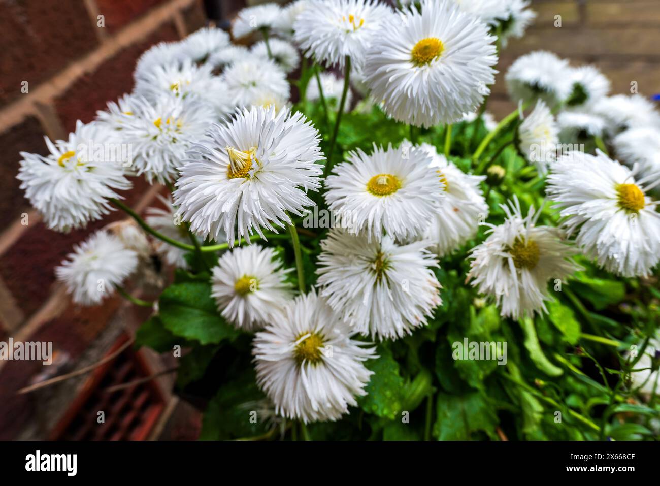 Large white daisy flowers hi-res stock photography and images - Alamy