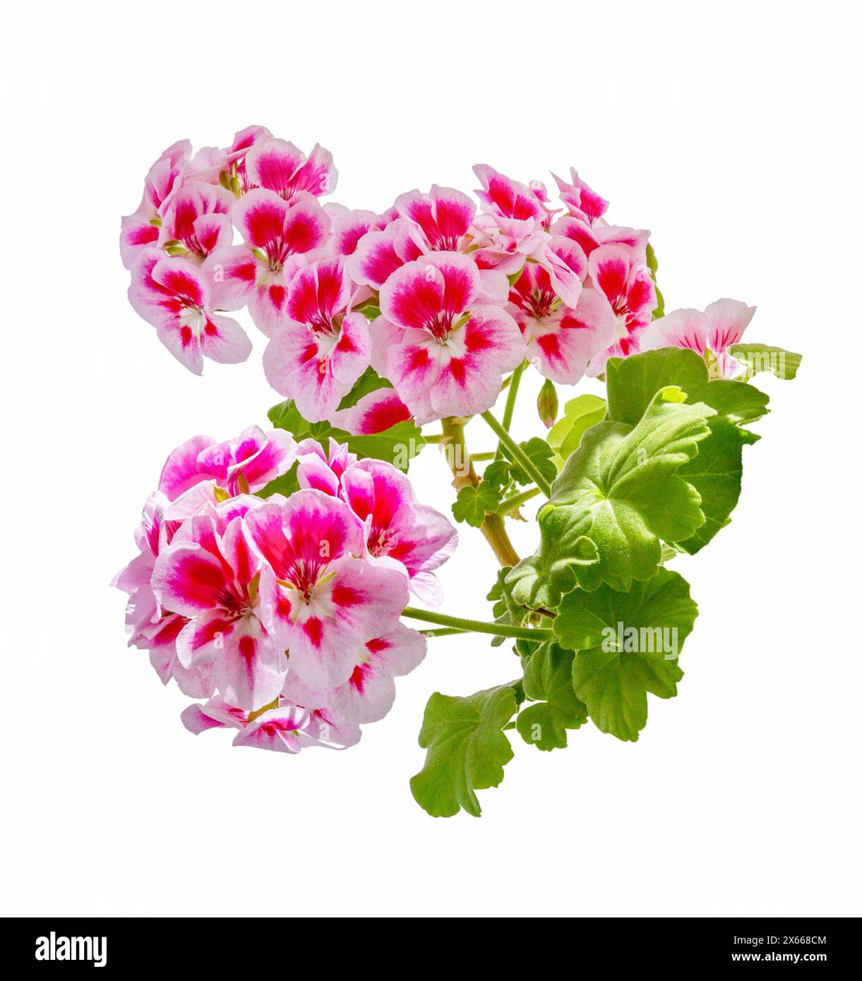 Geranium flowers isolated on white background Stock Photo - Alamy