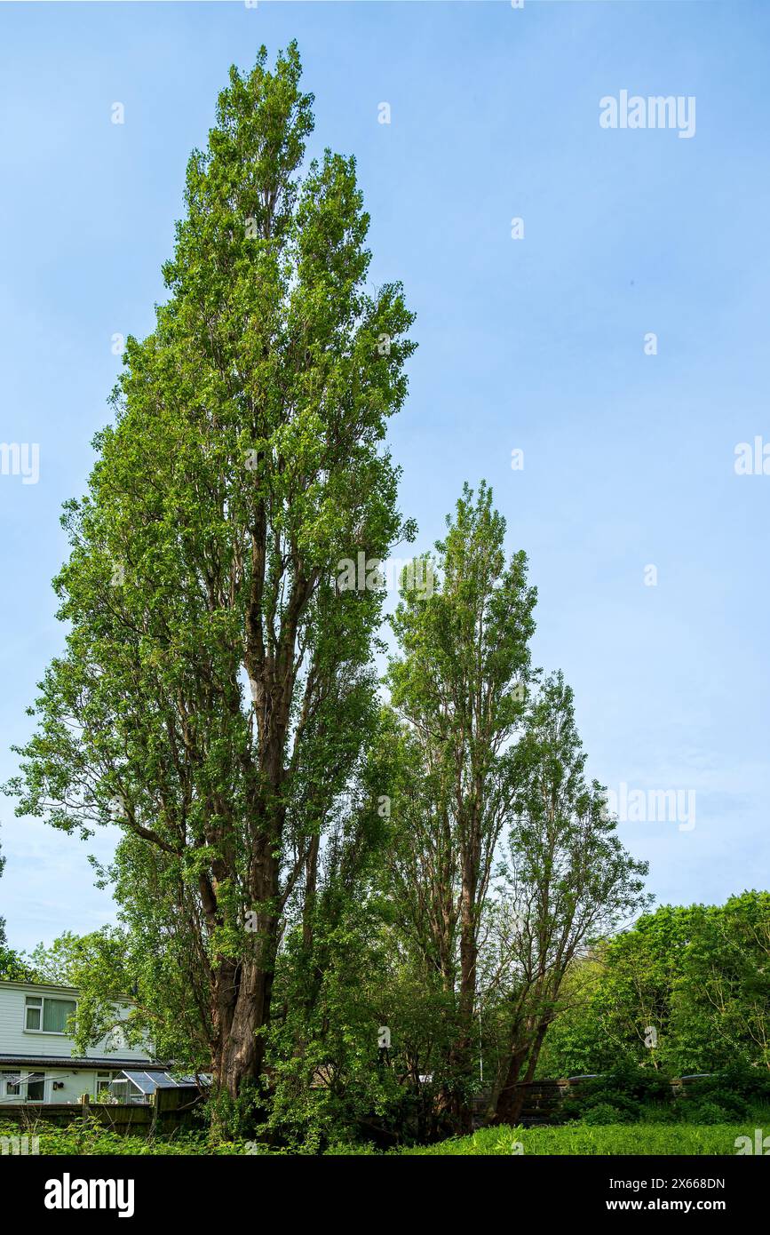 Lombardy poplar trees Stock Photo - Alamy