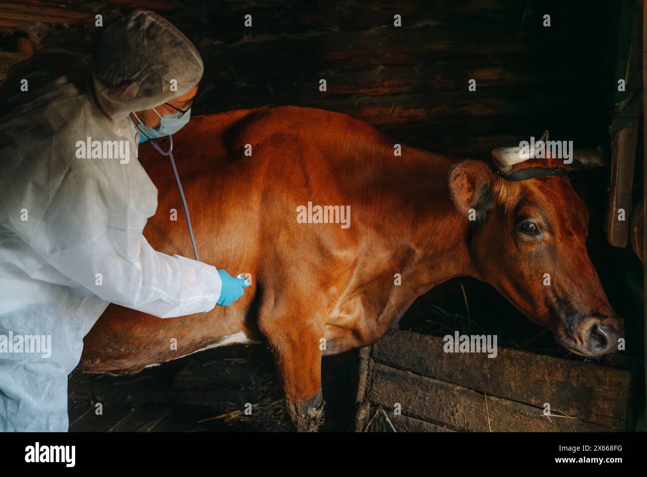 Veterinarian in protective gear carefully examines brown cow inside ...