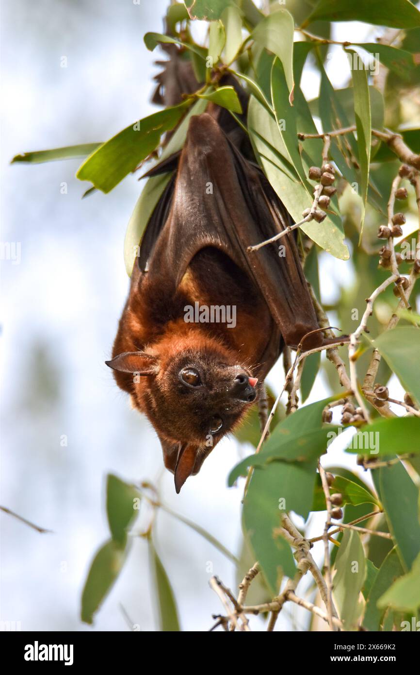 Australian Flying Fox hanging from a tree Stock Photo - Alamy