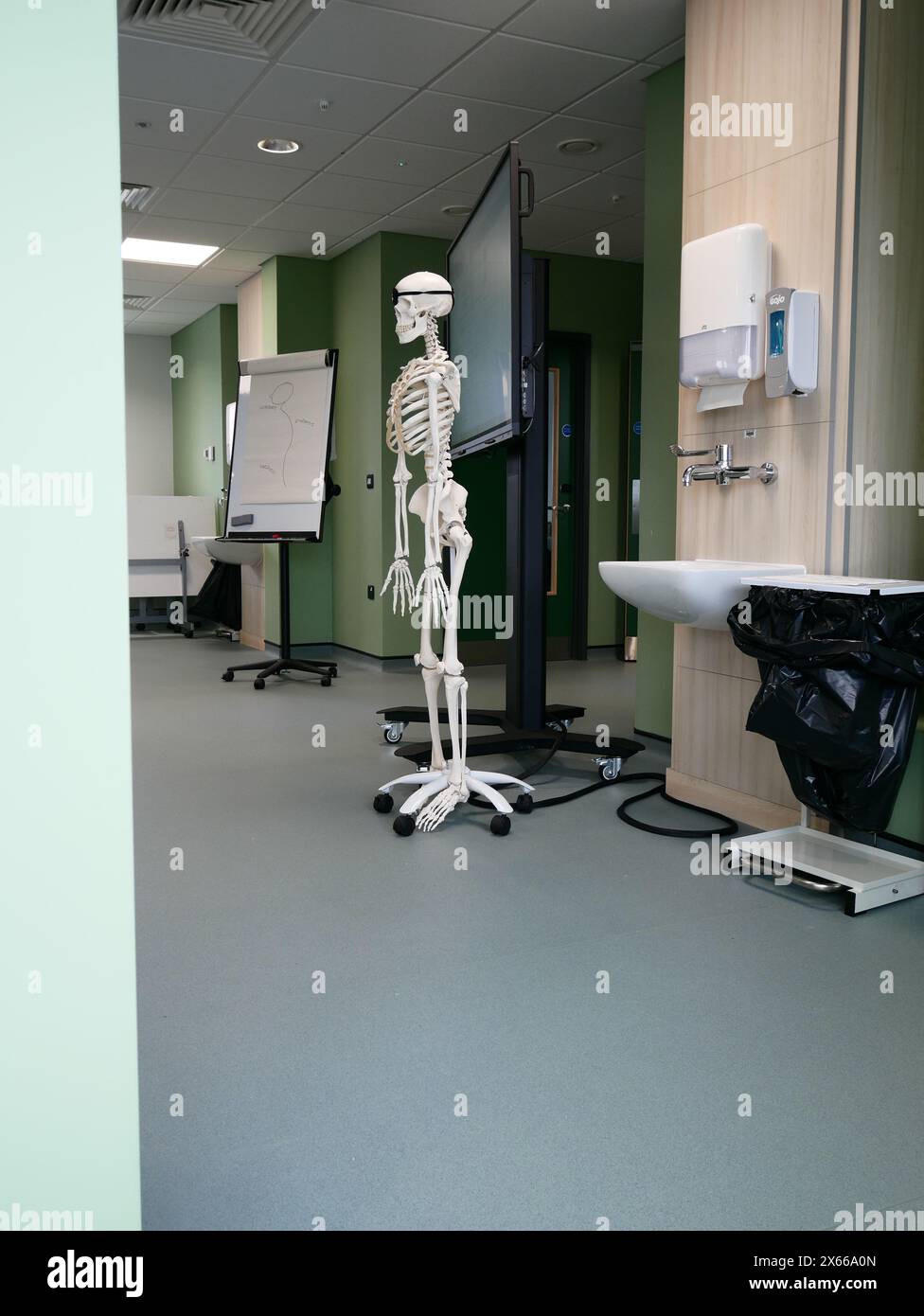 University medical training room with anatomy skeleton model Stock ...