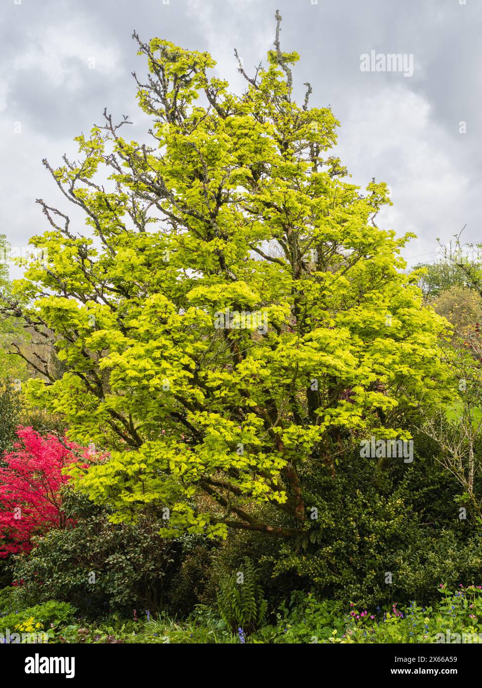 Fresh yellow spring foliage of the golden full moon Japanese maple ...