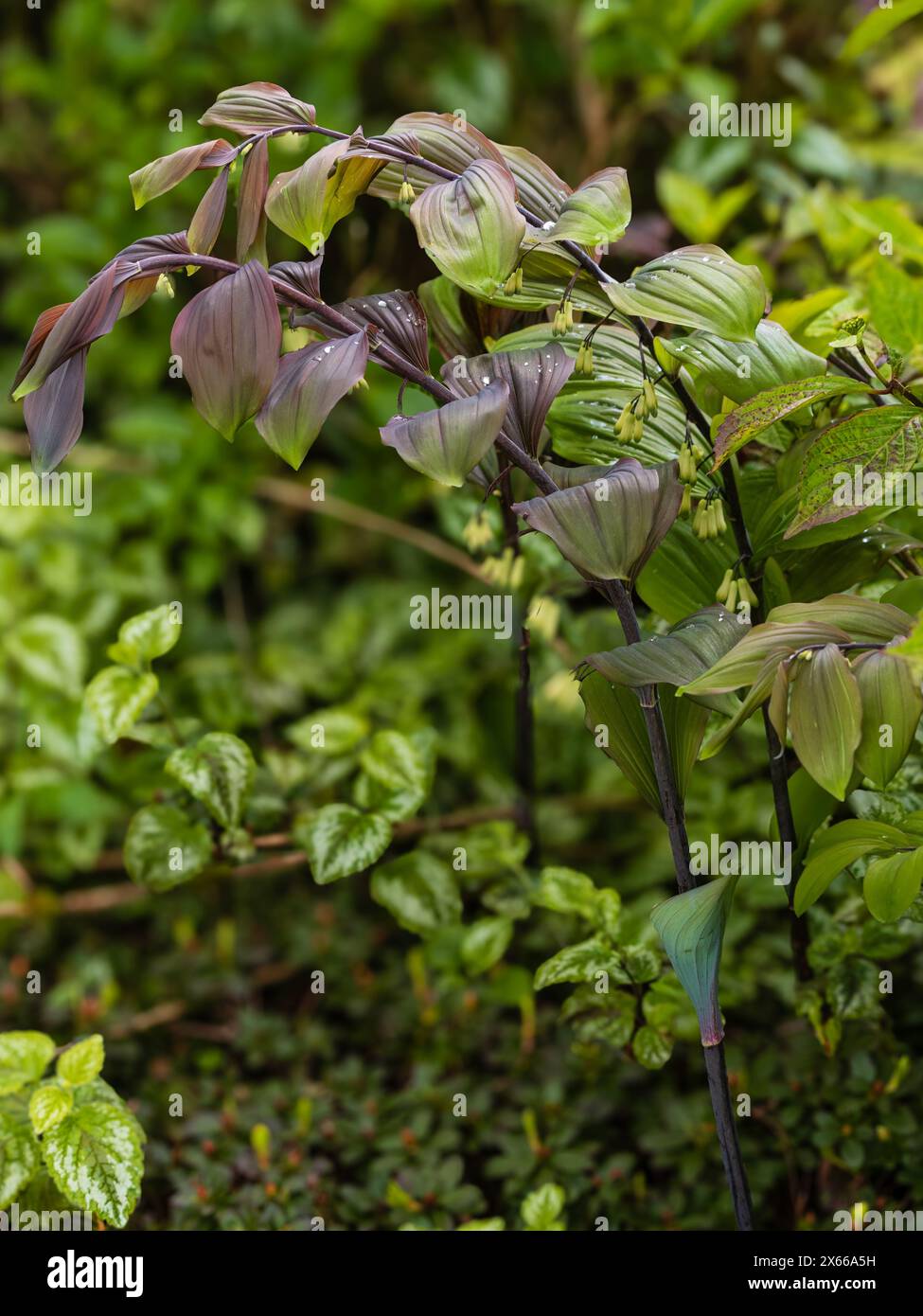 Spring foliage and flowers of the dark leaved form of Solomon's Seal ...