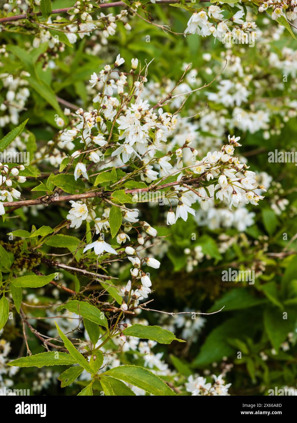 Single white flowers in dense clusters of the late spring blooming ...