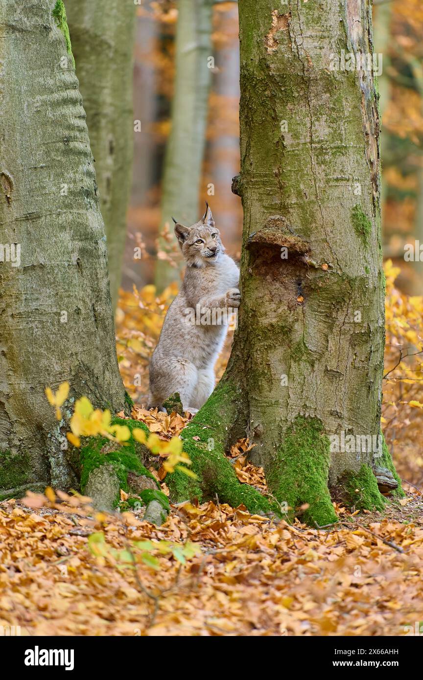 Eurasian lynx (Lynx lynx), climbing on tree trunk in autumn Stock Photo ...