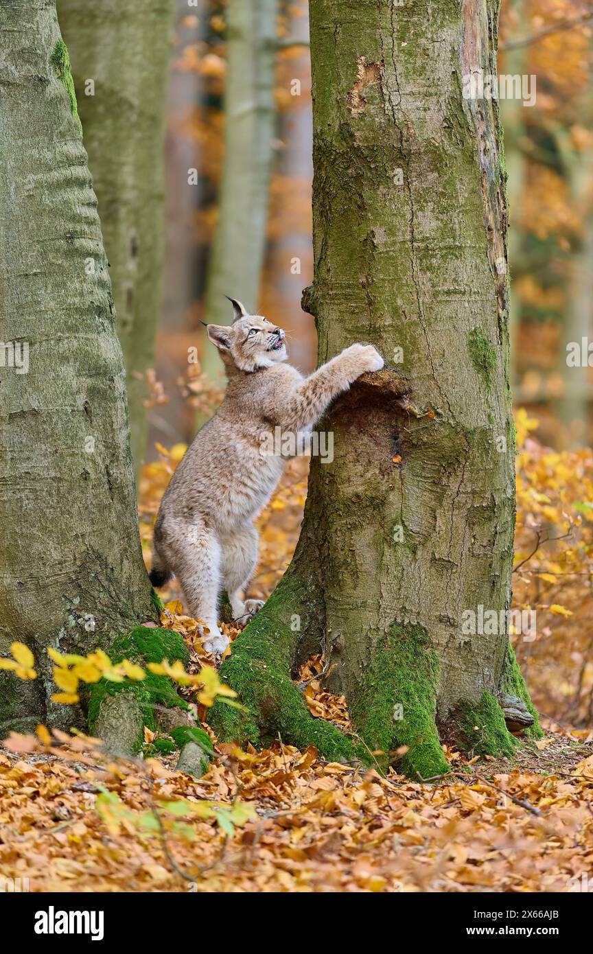 Eurasian lynx (Lynx lynx), climbing on tree trunk in autumn Stock Photo ...