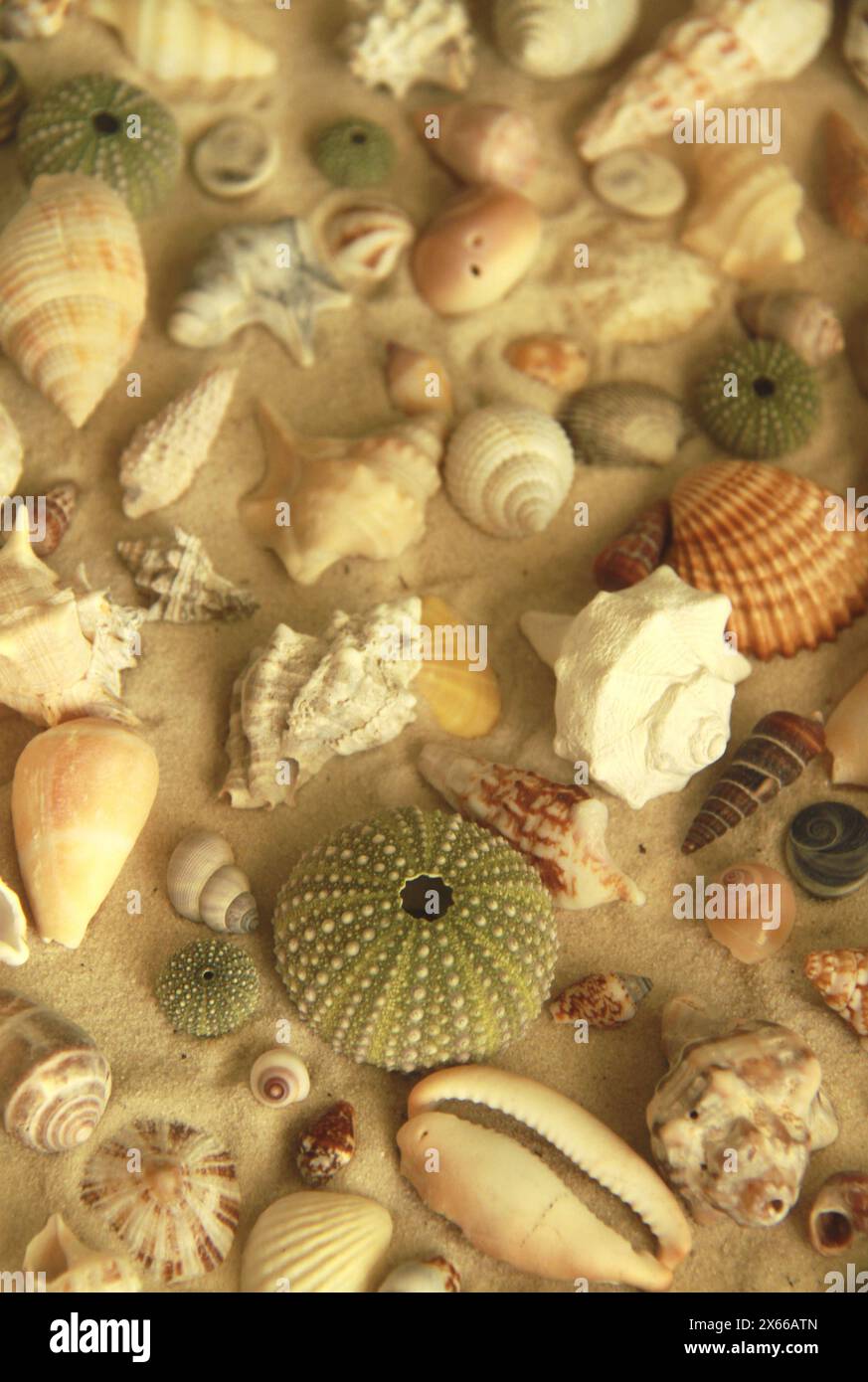 Collection of sea shells displayed on sand in a hand-made small ...