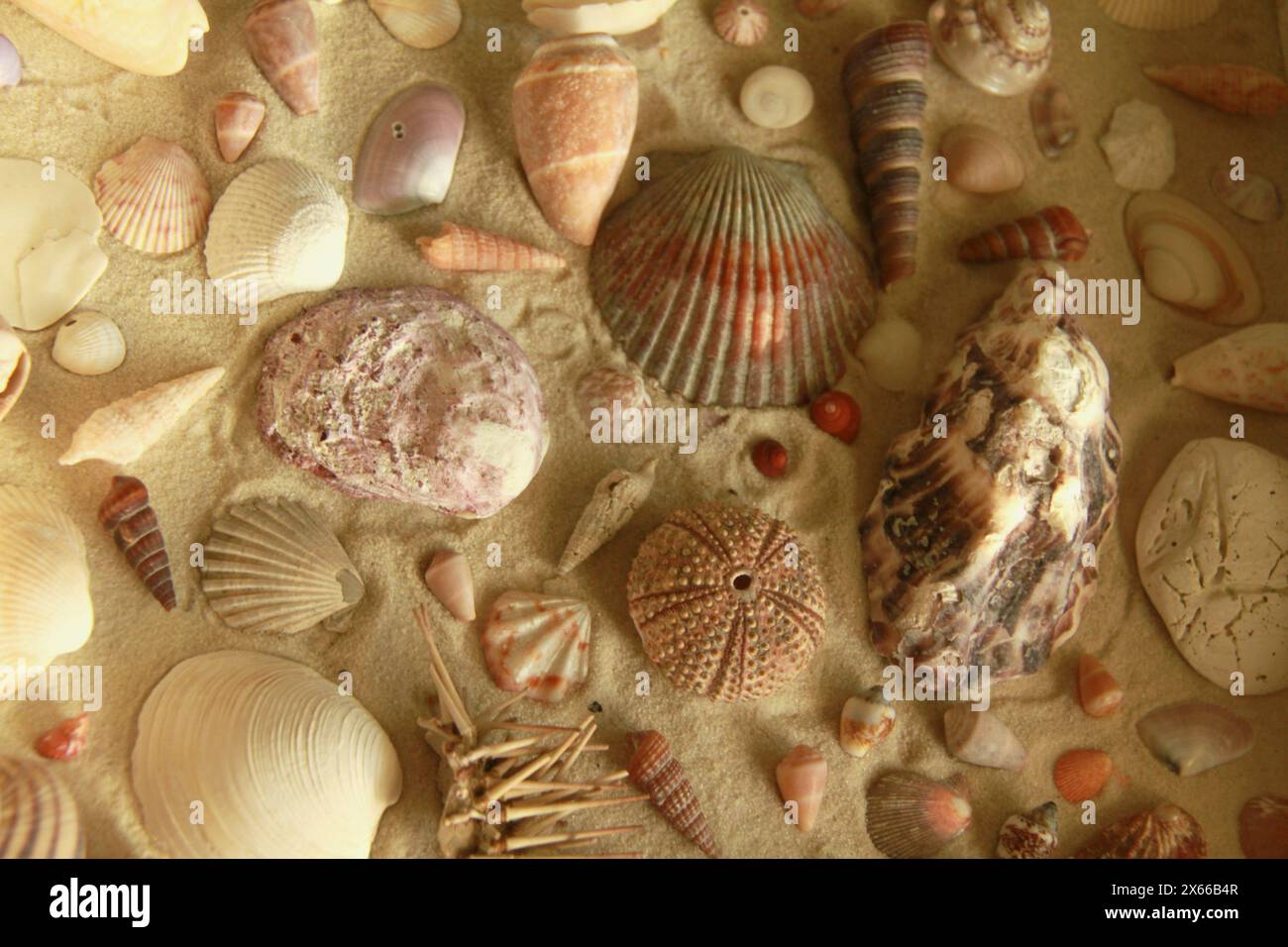 Collection of sea shells displayed on sand in a hand-made small ...