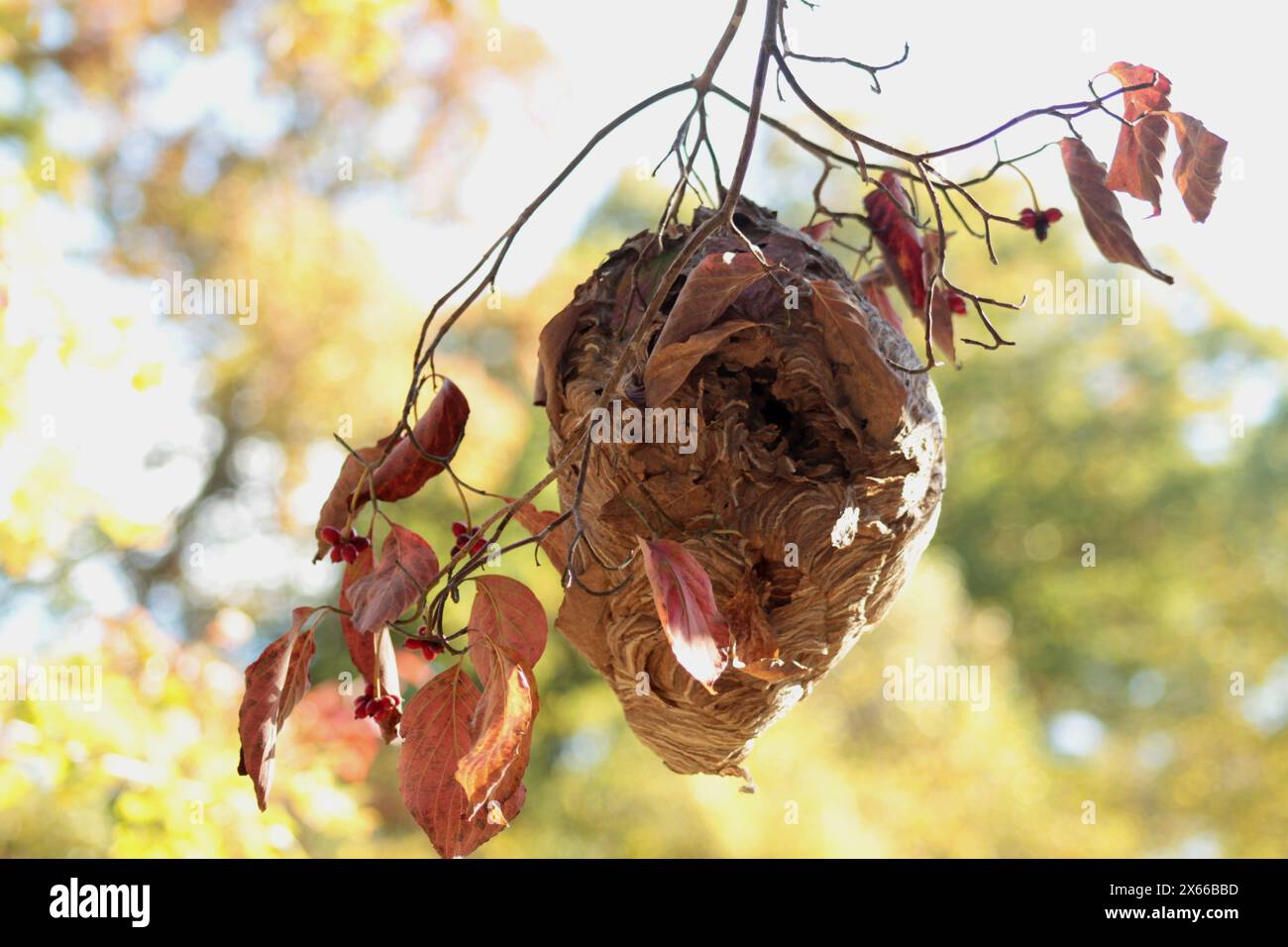 Virginia, U.S.A. Large paper wasp nest hanging in tree Stock Photo - Alamy