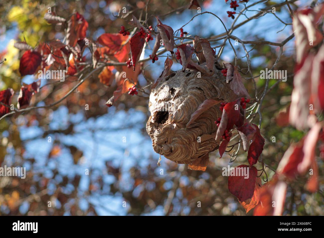 Virginia, U.S.A. Large paper wasp nest hanging in tree Stock Photo - Alamy