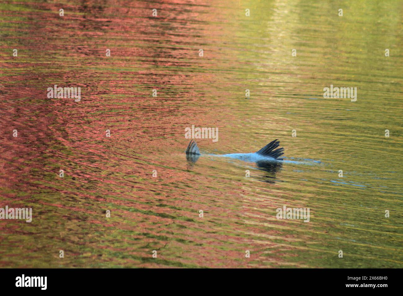 Virginia, U.S.A. Large fish in a pond struggling and turning around at ...