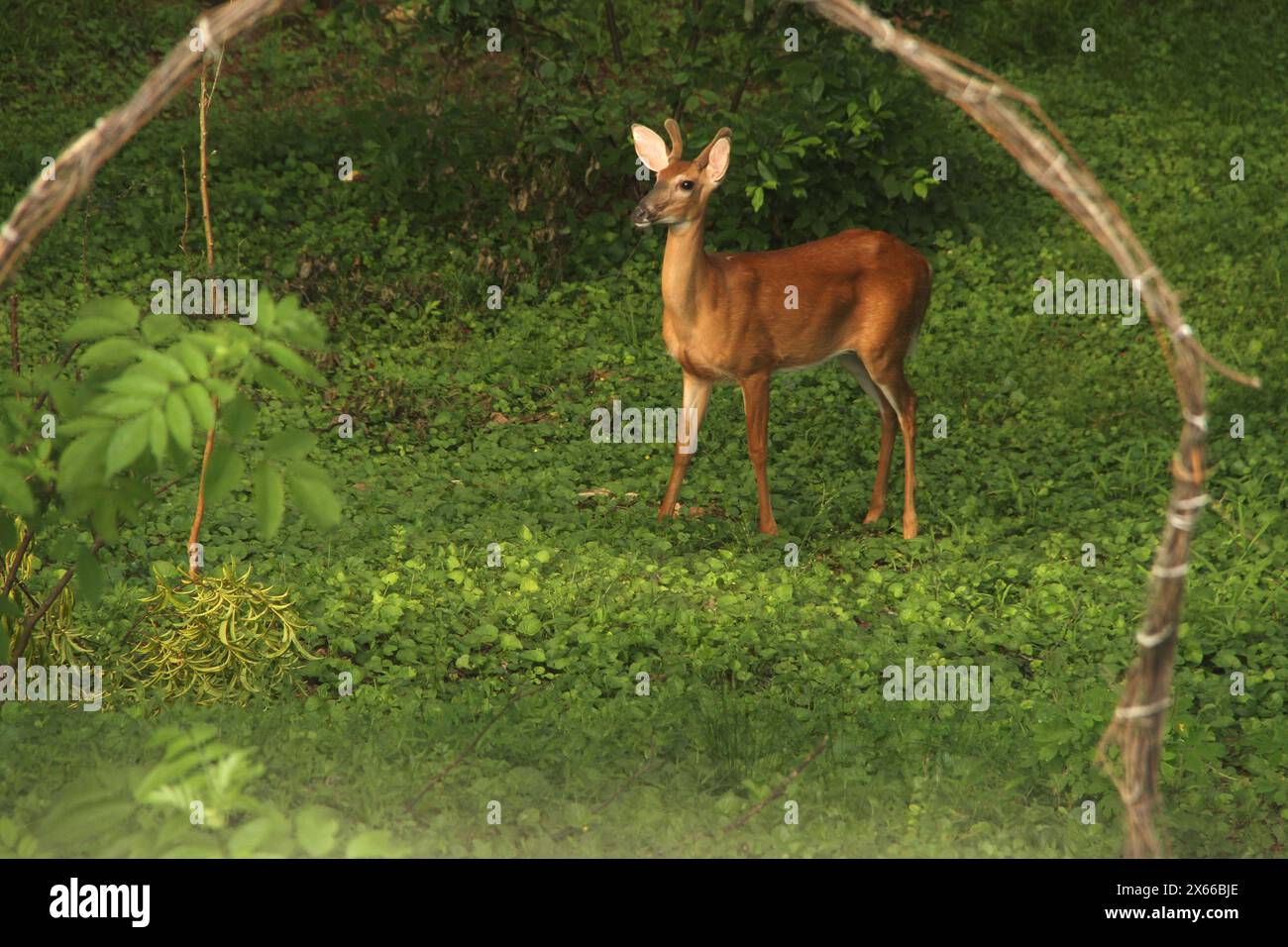 Virginia, USA. A male deer in the backyard of a house Stock Photo - Alamy