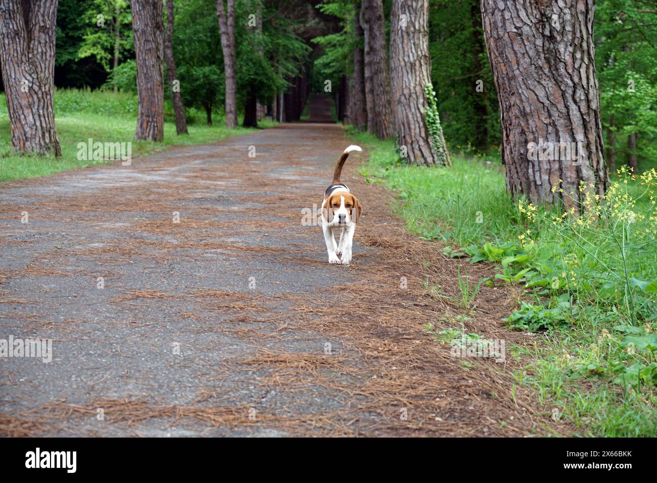 Charming brown and white puppy walks in the green path Stock Photo - Alamy