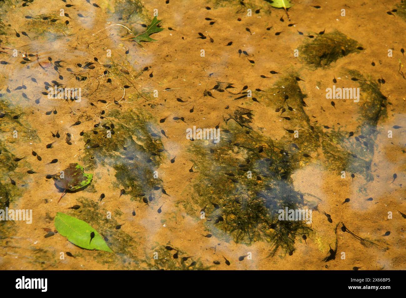 Close up tadpoles in pond hi-res stock photography and images - Alamy