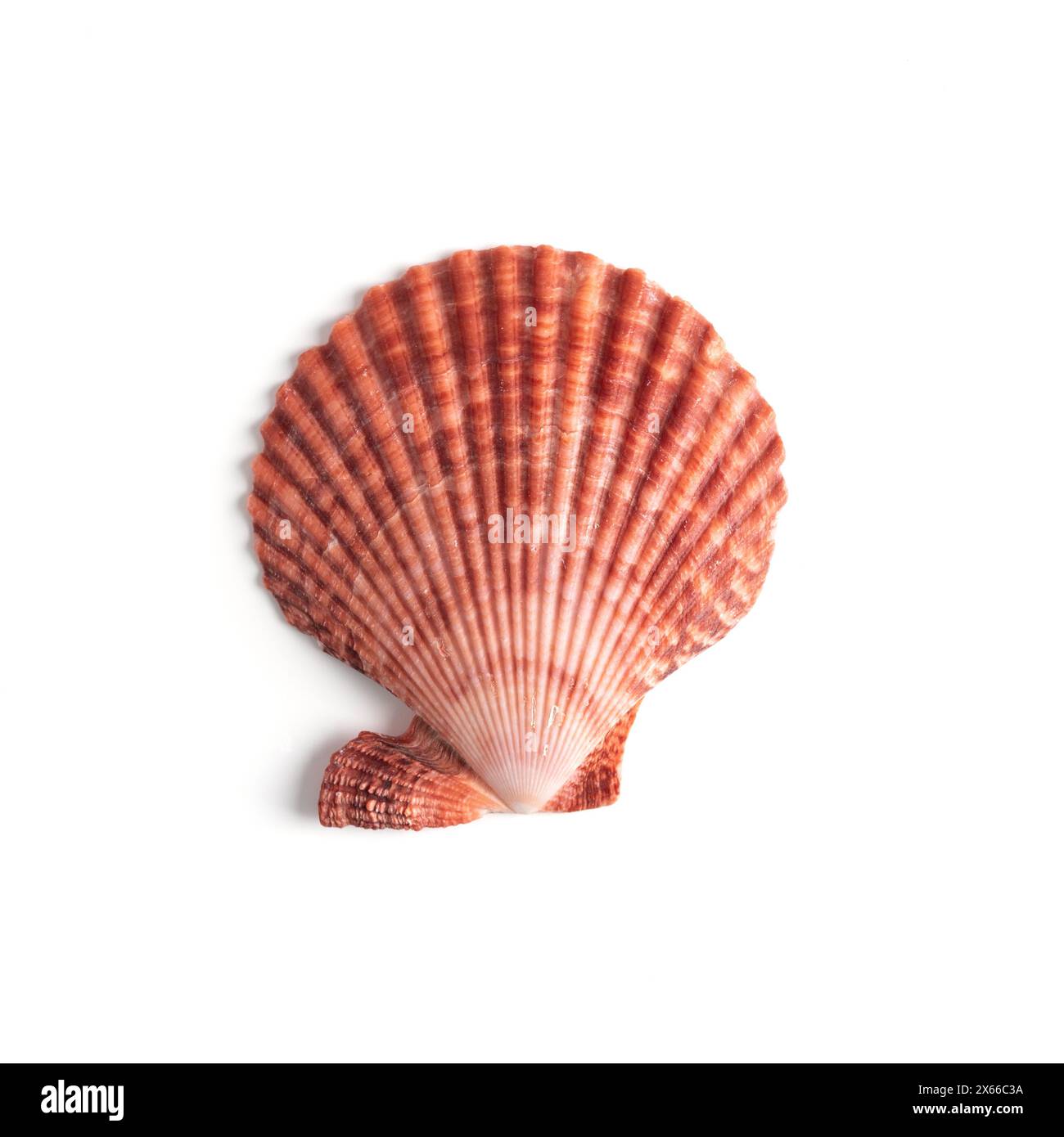 Red scallop seashell isolated on white background. Ocean, sea, beach ...